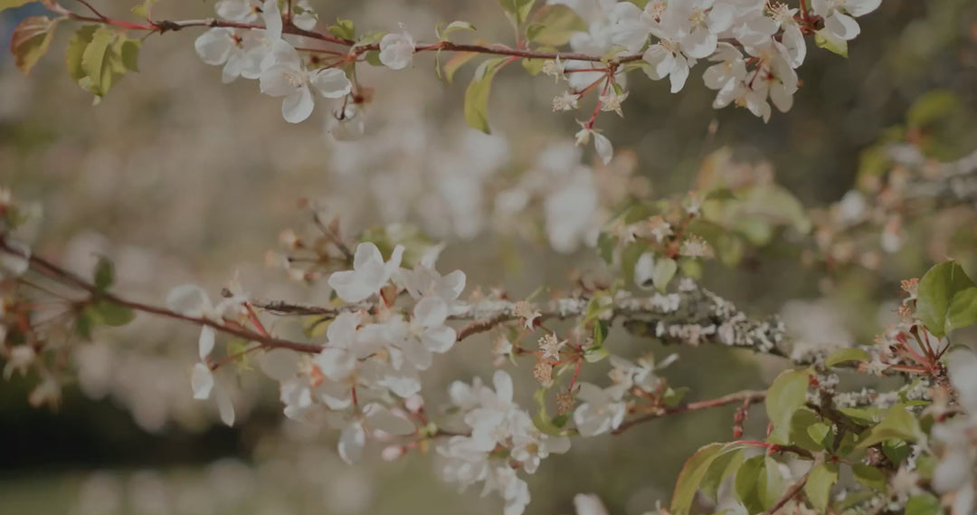 Linwood | Fabrics | Wallpapers